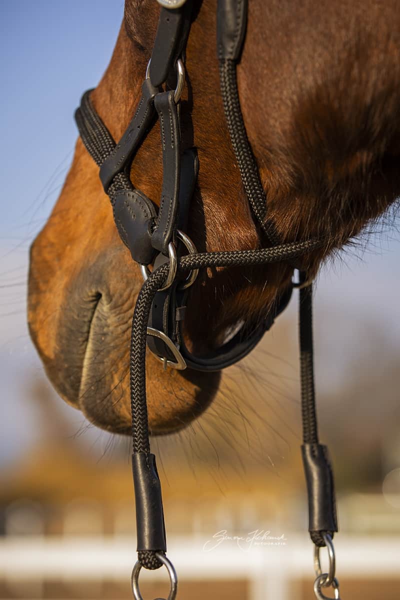 Rive Equestre - Barefoot Sidepull Syringa Noir